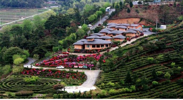 BOSEONG GREEN TEA FIELDS - COMPLETE GUIDE [VISIT KOREA]
