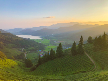 BOSEONG GREEN TEA FIELDS - COMPLETE GUIDE [VISIT KOREA]