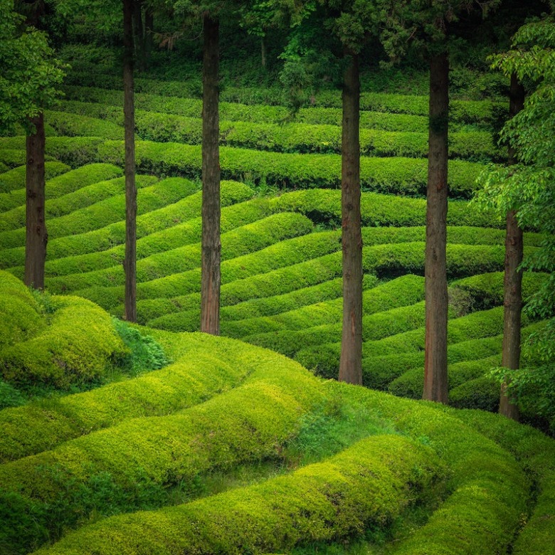 BOSEONG GREEN TEA FIELDS - COMPLETE GUIDE [VISIT KOREA]