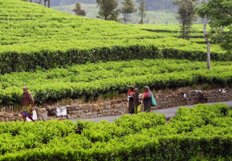 GUIDE TO LIPTON'S SEAT IN HAPUTALE [SRI LANKA]