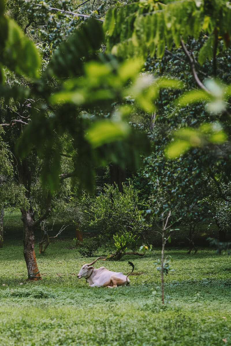 GUIDE FOR KANDY BOTANICAL GARDEN [IN PERADENIYA]