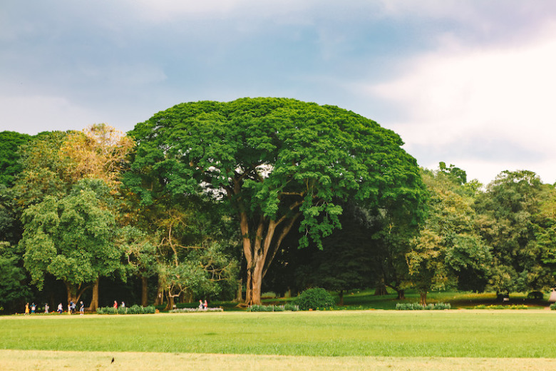 GUIDE FOR KANDY BOTANICAL GARDEN [IN PERADENIYA]
