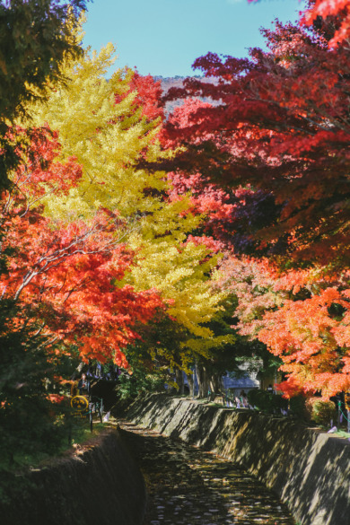 15 BEST THINGS TO SEE AT LAKE KAWAGUCHI [JAPAN GUIDE]